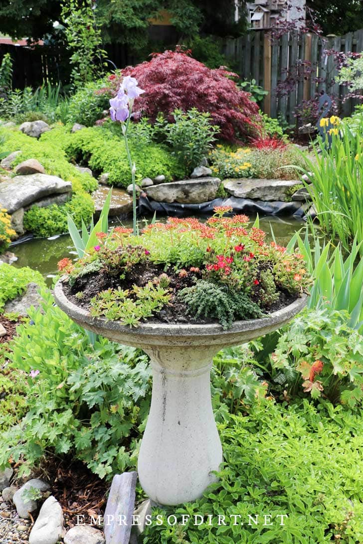 14 Birdbath Planter Ideas for Your Garden — Empress of Dirt