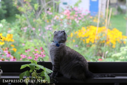 A Sweet Encounter: Hummingbird's Fascination With a Cat — Empress of Dirt