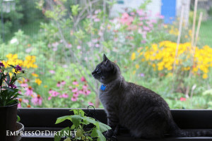 A Sweet Encounter: Hummingbird's Fascination With a Cat — Empress of Dirt