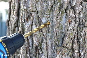 How to Tap Trees for Syrup in Your Garden — Empress of Dirt
