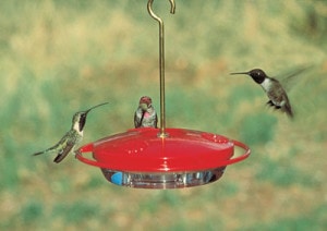 Do You Know Hummingbirds? Take the Quiz and Find Out! — Empress of Dirt