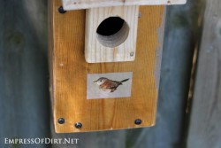 Make a House Wren Nesting Box (Free Plans)