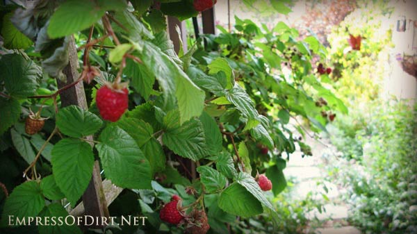 How to Transplant Raspberries - Empress of Dirt
