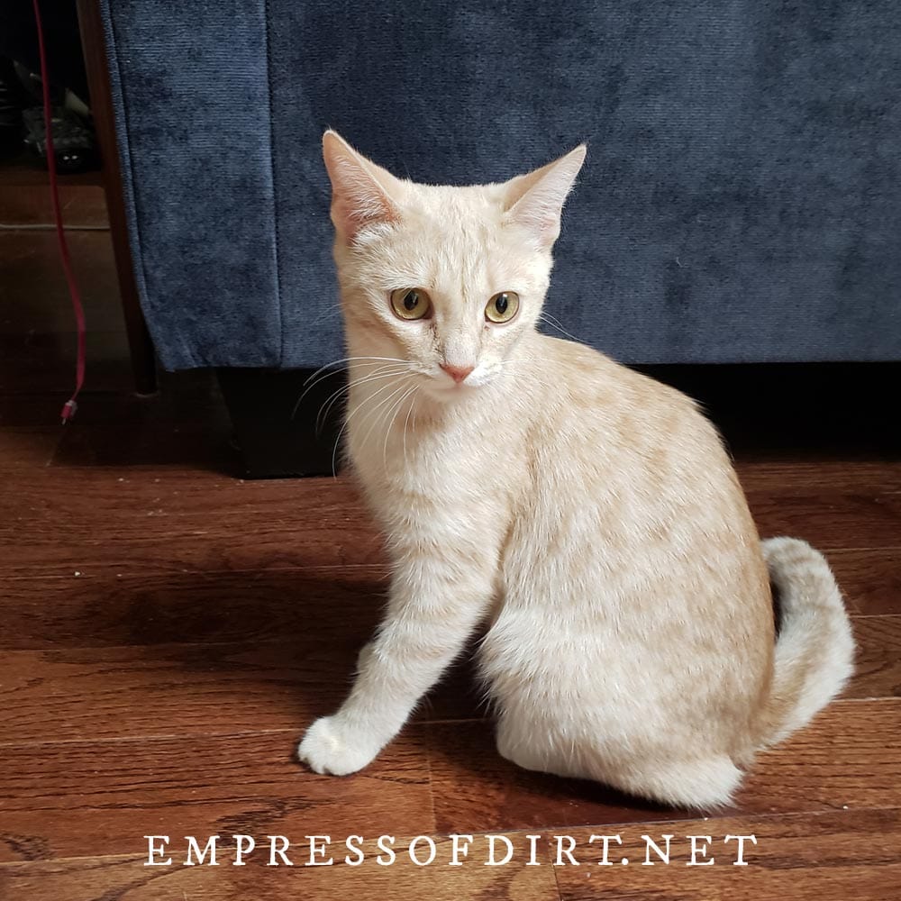 What to Buy Your New Cat (Beyond the Basics) | Empress of Dirt