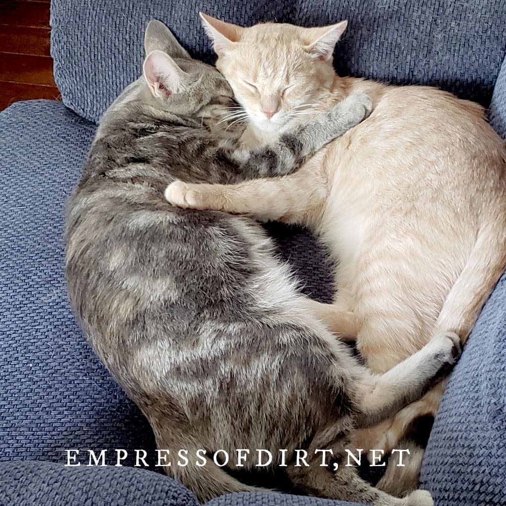 What to Buy Your New Cat (Beyond the Basics) | Empress of Dirt