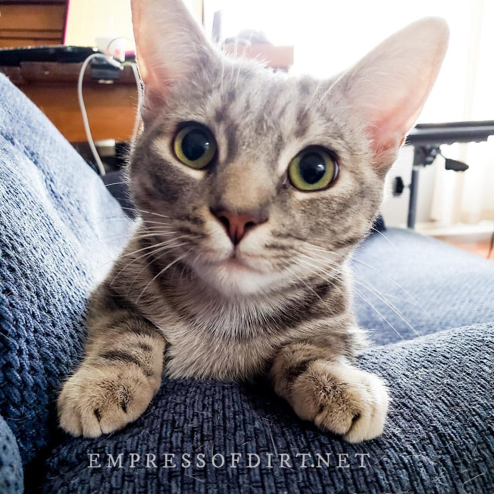 What to Buy Your New Cat (Beyond the Basics) | Empress of Dirt