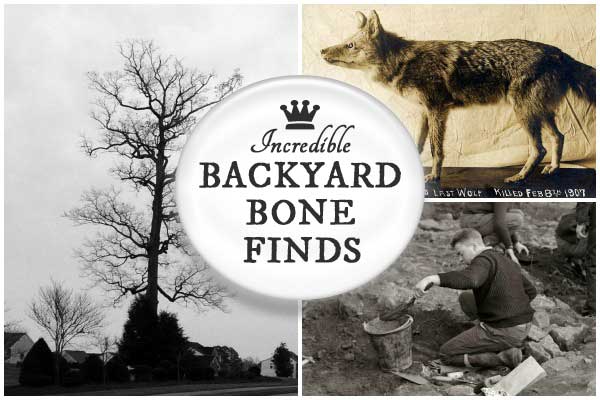 7 Incredible Backyard Bone Finds - Empress of Dirt