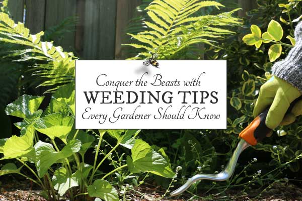 7 Weeding Tips Every Gardener Should Know - Empress of Dirt