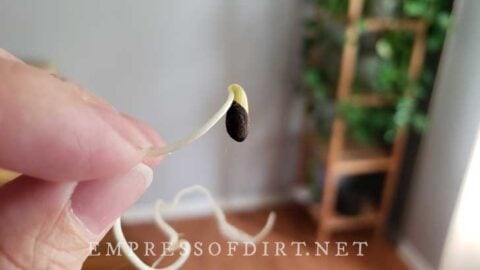 How to Grow An Apple Tree From Seed (Easy Tutorial)