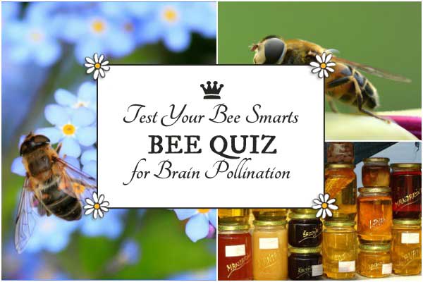 Do you know hummingbirds? Take the quiz and find out! | Empress of Dirt