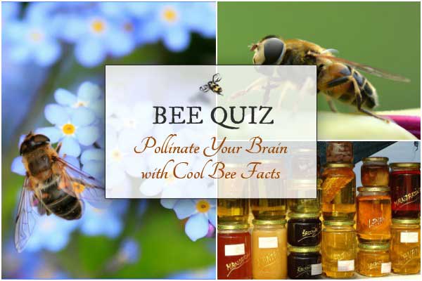 Take the Bee Quiz and Test Your Bee Smarts - Empress of Dirt