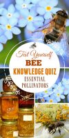 Take the Bee Quiz and Test Your Bee Smarts — Empress of Dirt