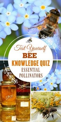 Take the Bee Quiz and Test Your Bee Smarts — Empress of Dirt