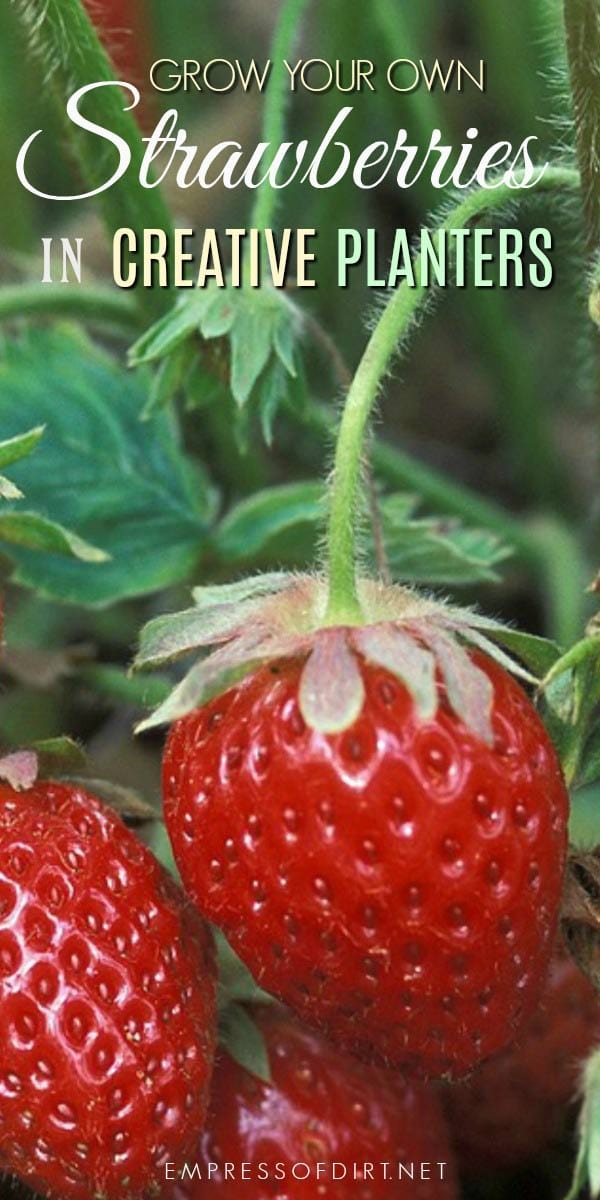 Creative Containers for Growing Strawberries | Empress of Dirt