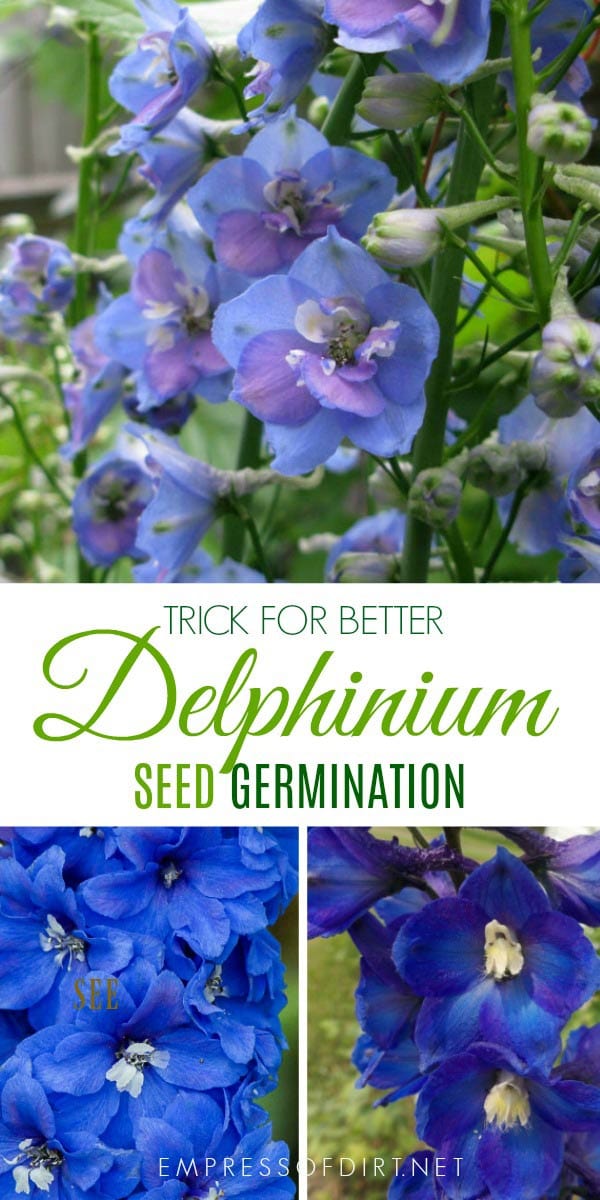 Germination Trick for Stubborn Delphinium Seeds | Empress of Dirt