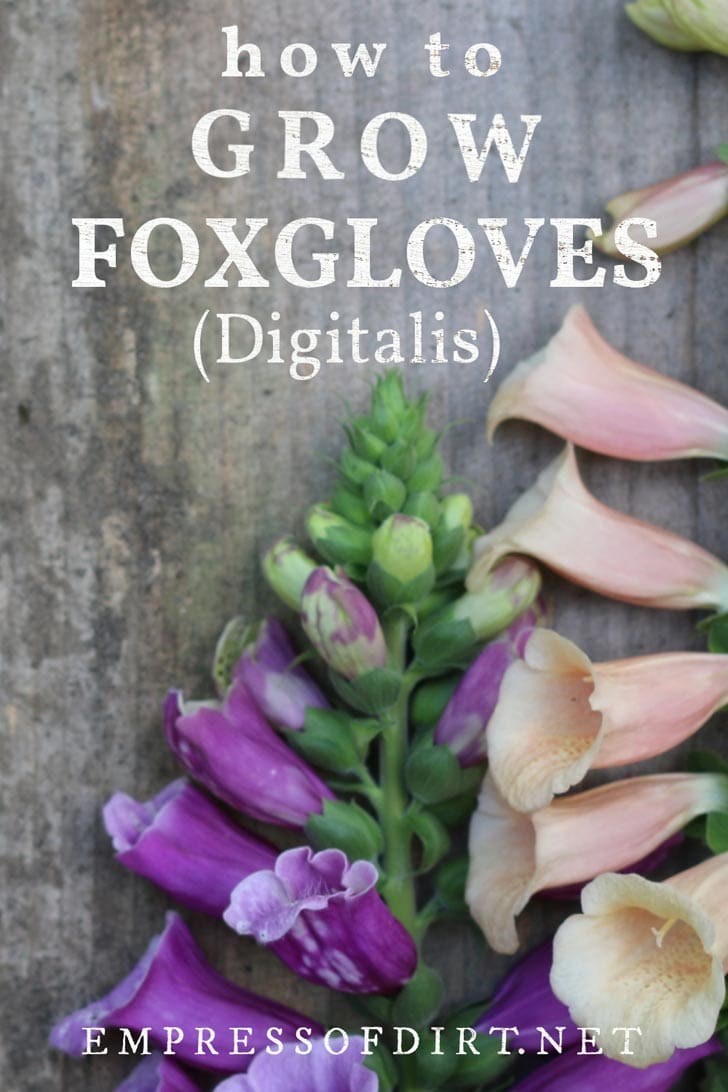 How to Grow Foxgloves (Digitalis) — Empress of Dirt
