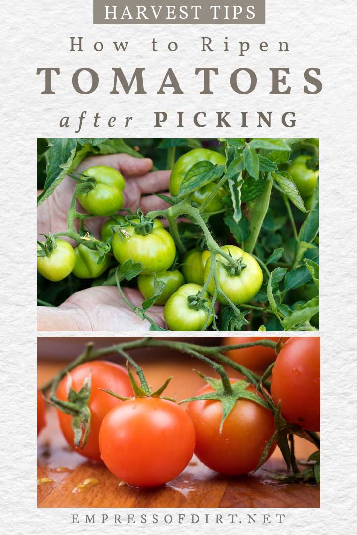 How to Ripen Tomatoes After Picking