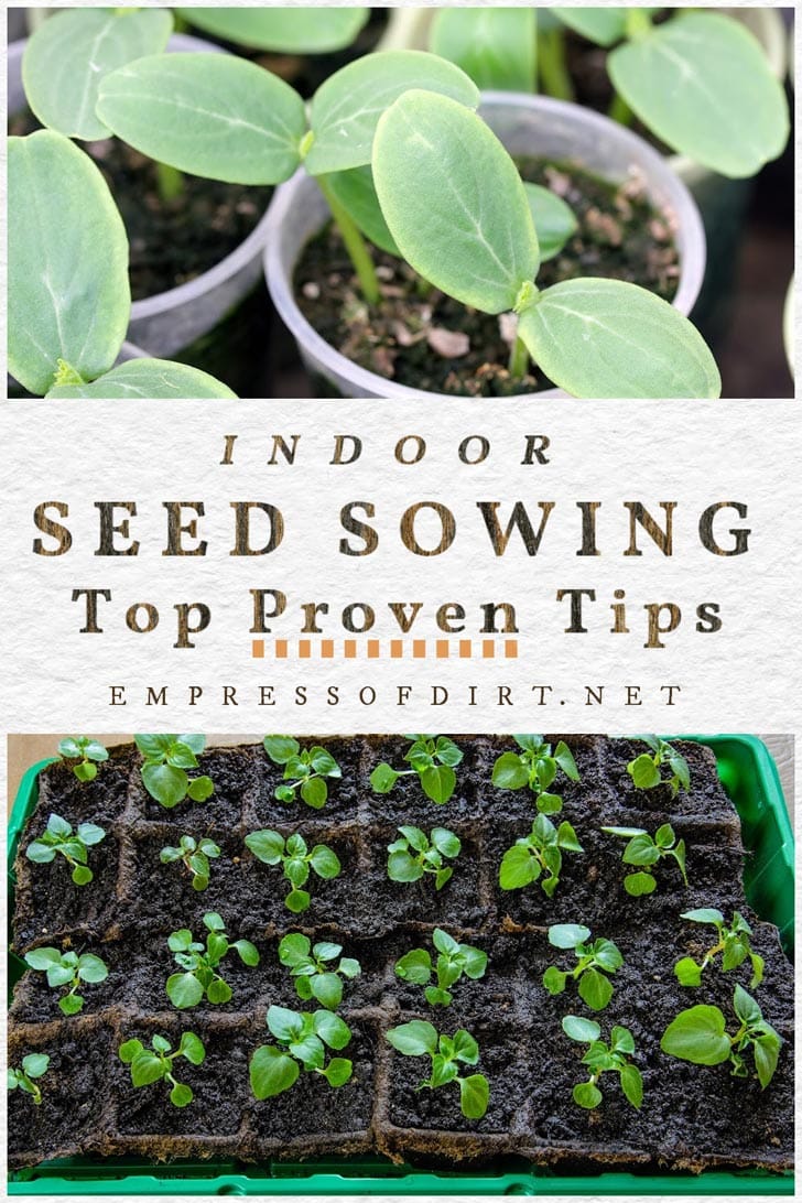 Indoor Seed Starting: Avoid These Beginner Mistakes