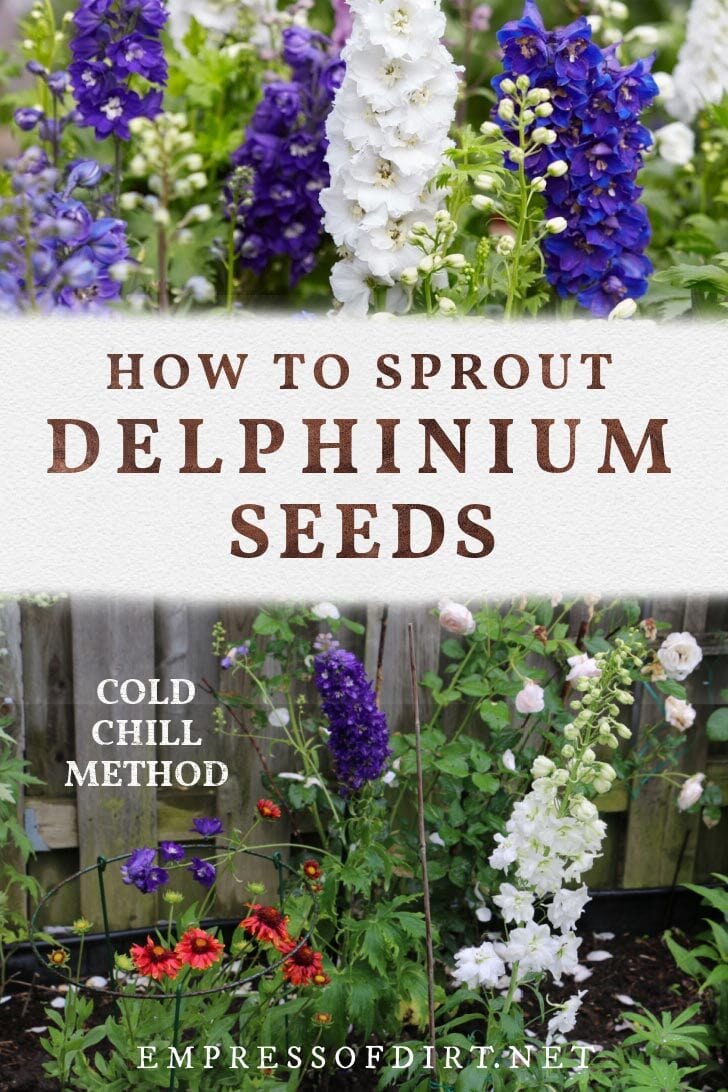 Germination Trick for Stubborn Delphinium Seeds