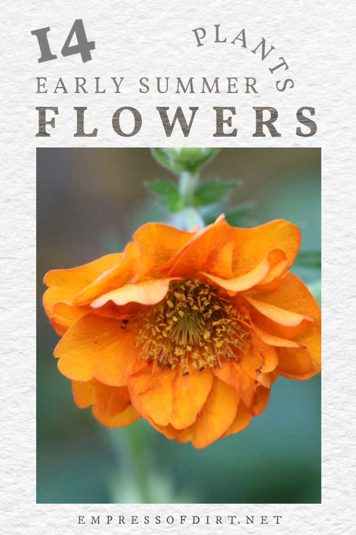 14 Delightful Early Summer Flowering Perennials | Empress of Dirt