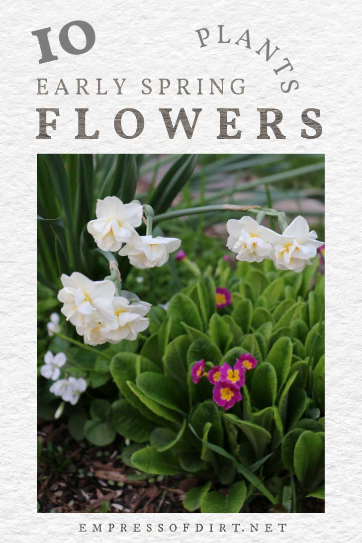10 Delightful Plants for Early Spring Flowers — Empress of Dirt