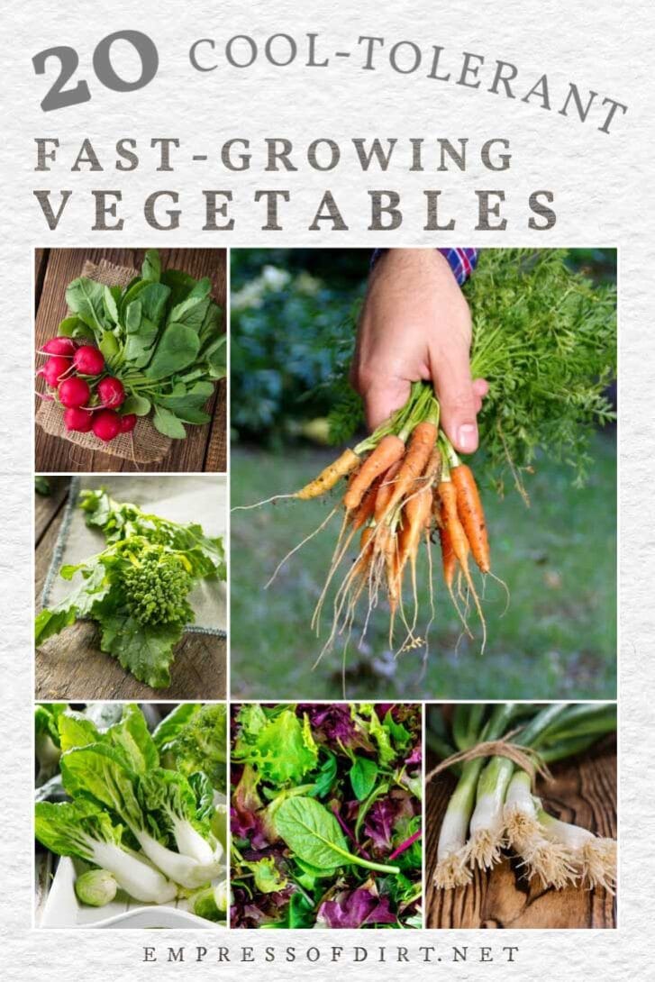 20 Fast-Growing Vegetables in 4-6 Weeks (Spring or Fall)
