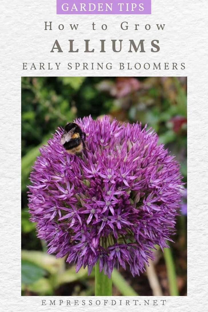 How to Grow Alliums For Spring Flowers Bees Love