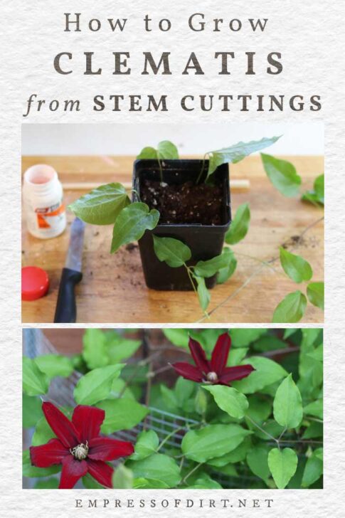 How to Grow Clematis from Cuttings — Empress of Dirt