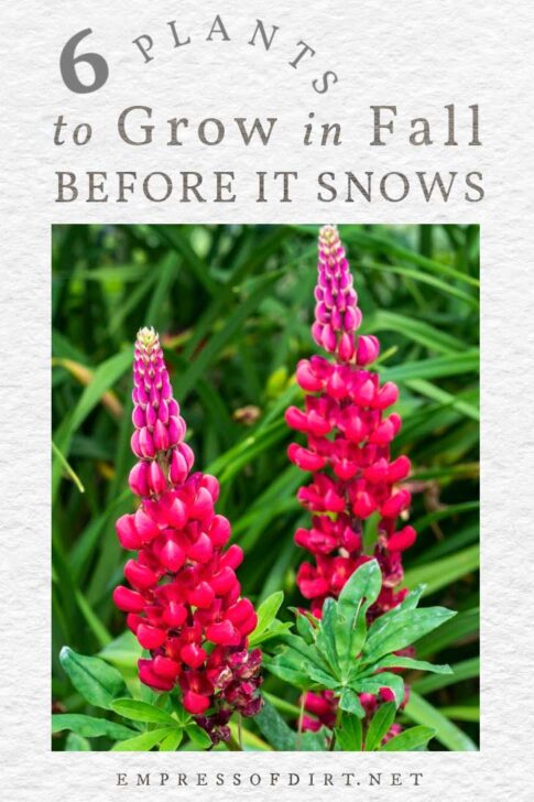 What to Sow in Fall Before It Snows — Empress of Dirt
