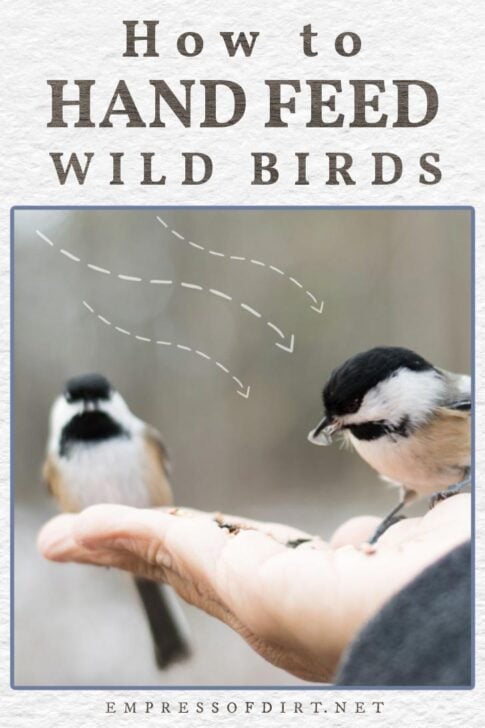 10 Tips for Hand Feeding Wild Birds — Empress of Dirt