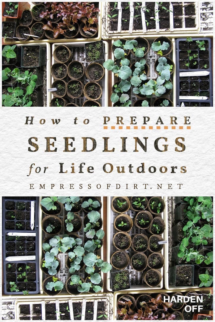 How to Prepare Seedlings for Transplanting Outdoors (Harden Off)