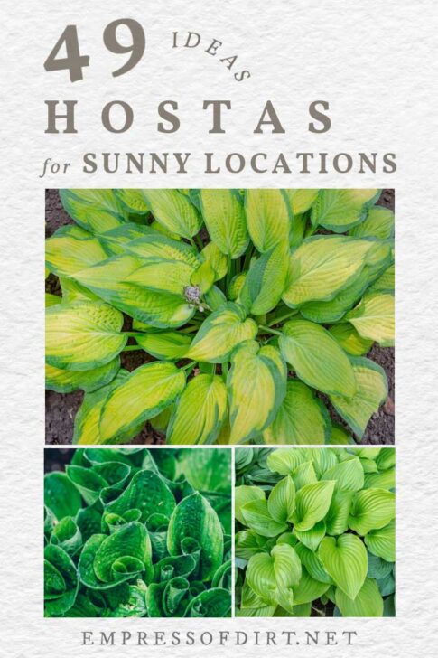 Hostas for Sun: Sun-Tolerant Options For Your Garden
