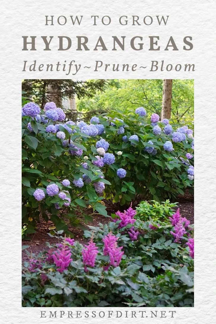 How to Identify Types of Hydrangeas (& Know When To Prune) | Empress of ...