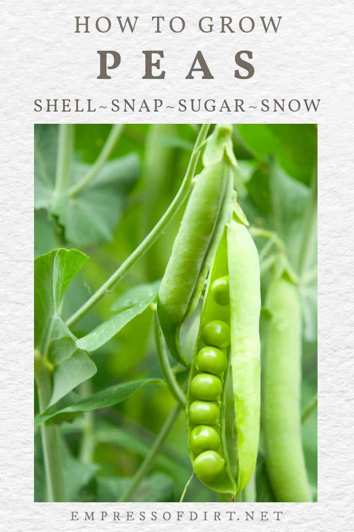 How to Grow Peas (Shell Snap Sugar Snow)