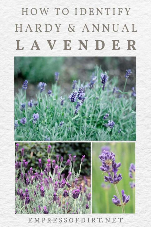 How to Identify Lavender (Hardy & Annual)