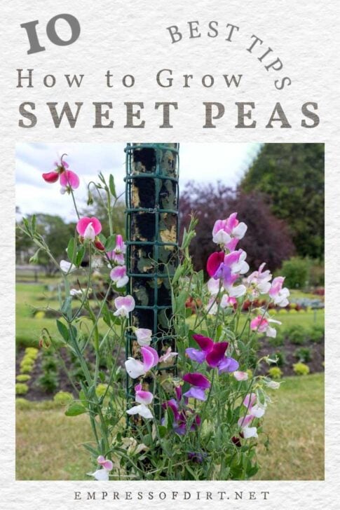 How to Grow Sweet Pea Flowers & What to Avoid