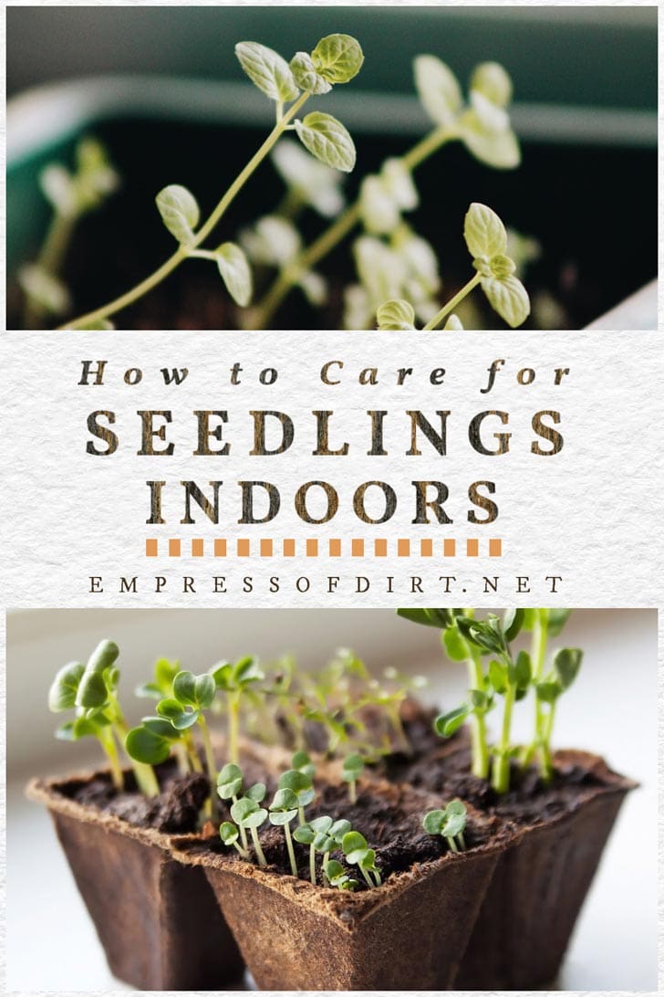How to Care for Indoor Seedlings — Empress of Dirt