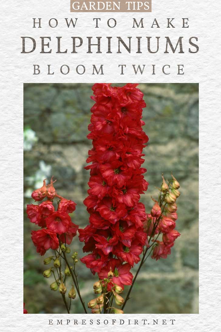 How to Get Delphiniums to Bloom Twice in One Season | Empress of Dirt