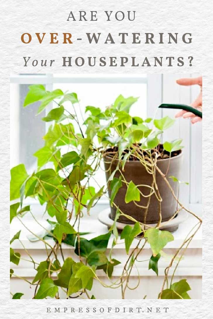 Wilted Plants? You Could Be Overwatering | Empress of Dirt