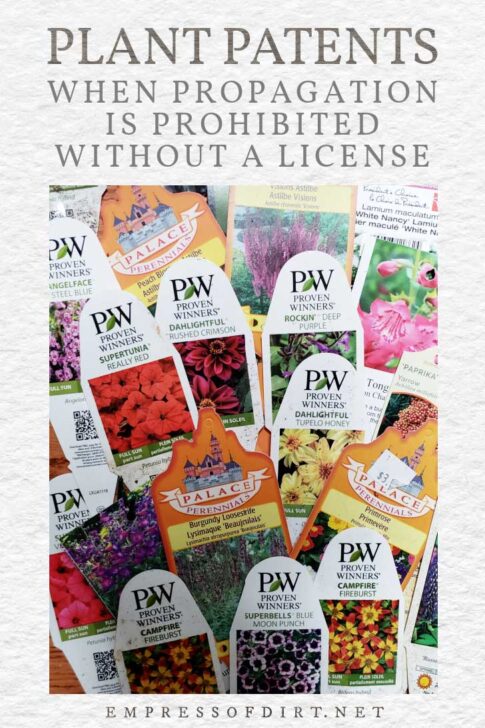 Plant Patents & Trademarks: What It Means For Home Gardeners — Empress ...