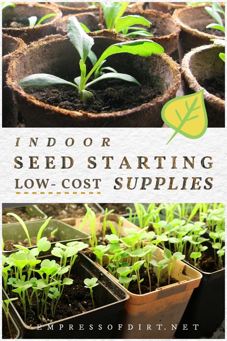 Indoor Seed Starting: Best DIY Setup on a Budget