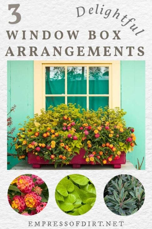 3 Plant Lists for Gorgeous Window Boxes