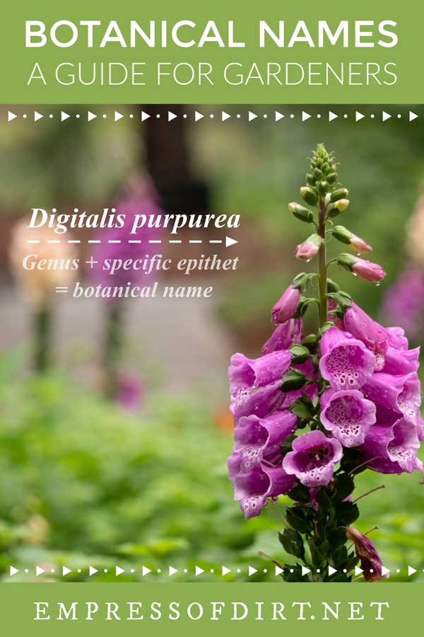 How to Understand Plant Names (Botanical Latin 101) | Empress of Dirt