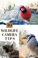 How To Choose a Wildlife Camera (Trail Camera) For Backyard Birds ...