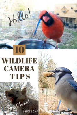 How To Choose a Wildlife Camera (Trail Camera) For Backyard Birds ...