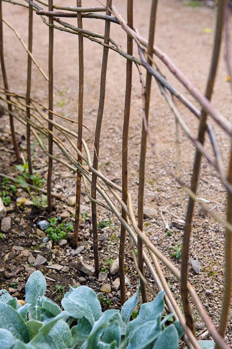 How to Grow a Sweet Pea Arch