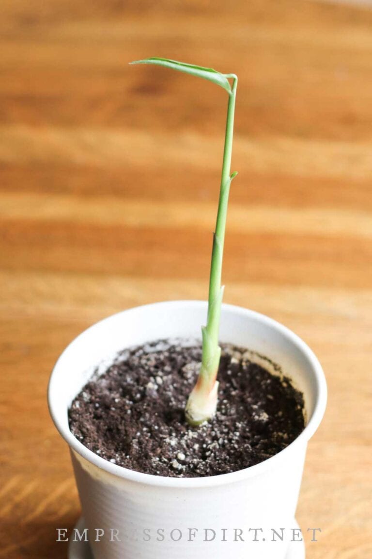 How To Sprout Ginger Root (& Indoor Growing Tips) — Empress of Dirt