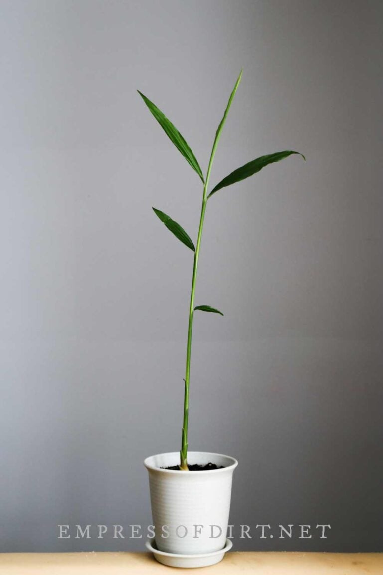 How To Sprout Ginger Root (& Indoor Growing Tips) — Empress of Dirt