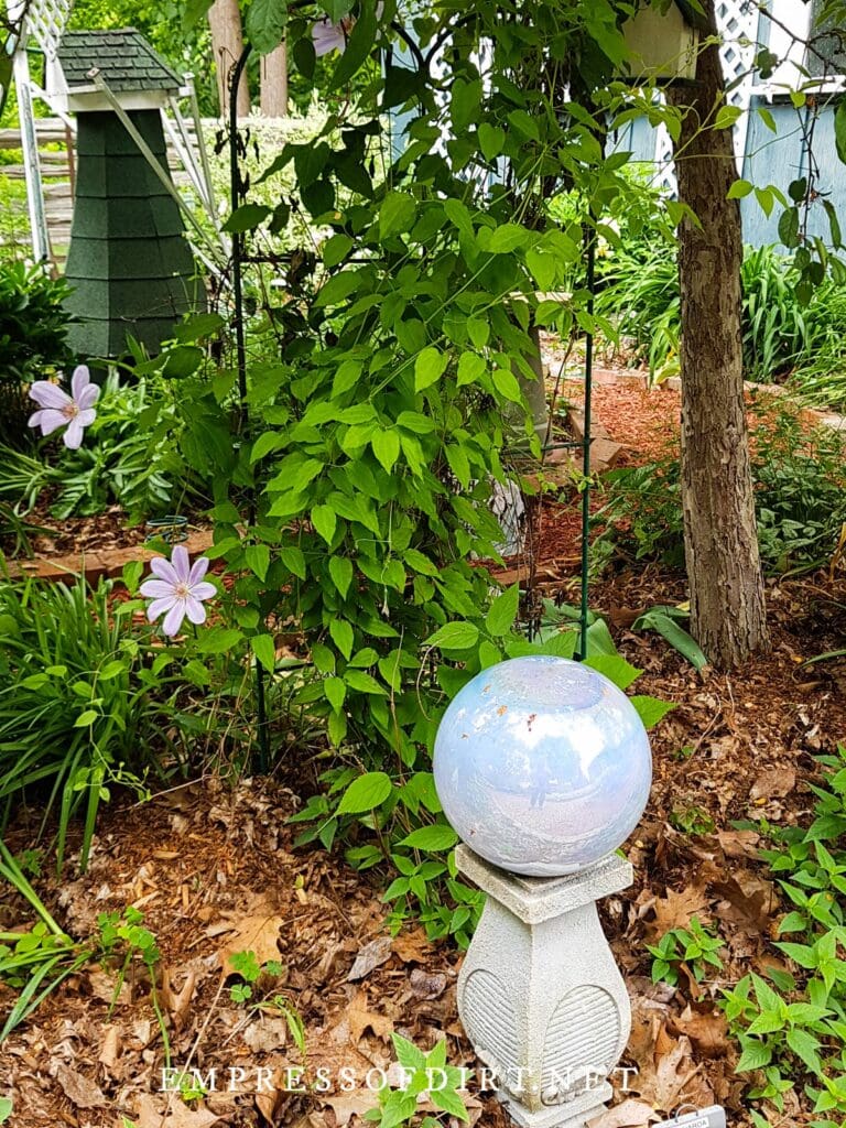 Why Your Clematis is Not Blooming and How to Get Flowers