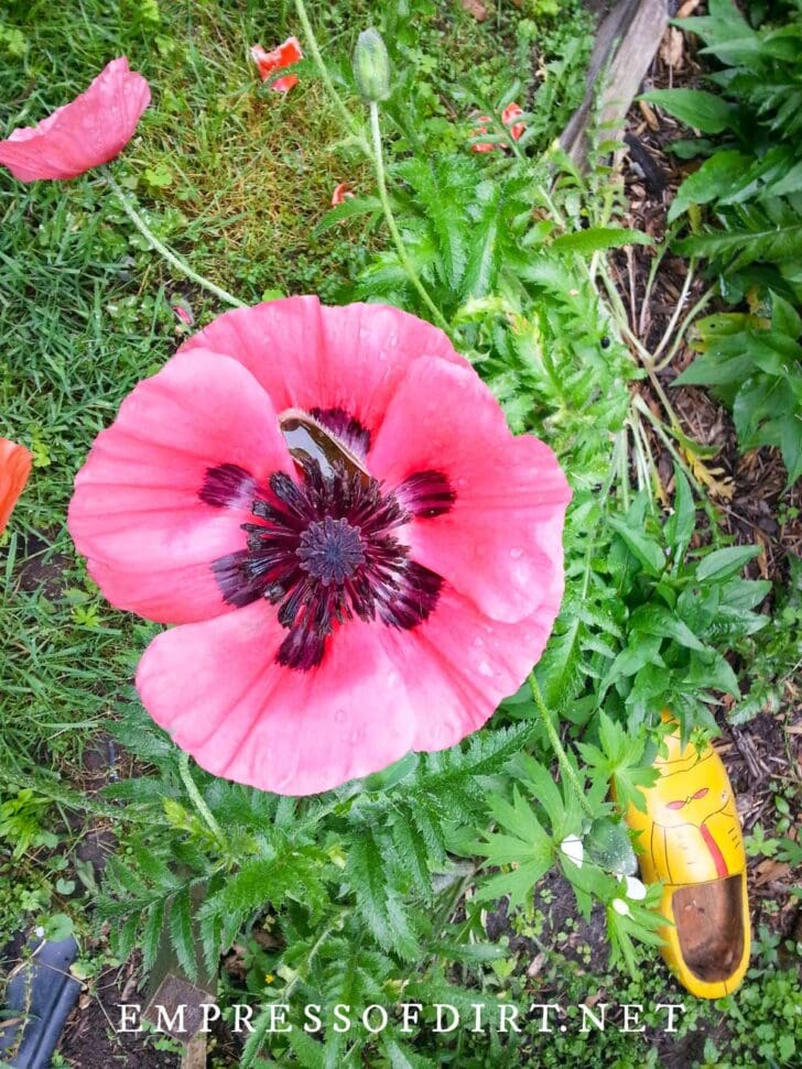 Irresistible Reasons to Grow Poppies (Favorite Flower Pictures)